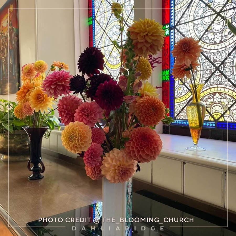 Jane – DahliaRidge.com