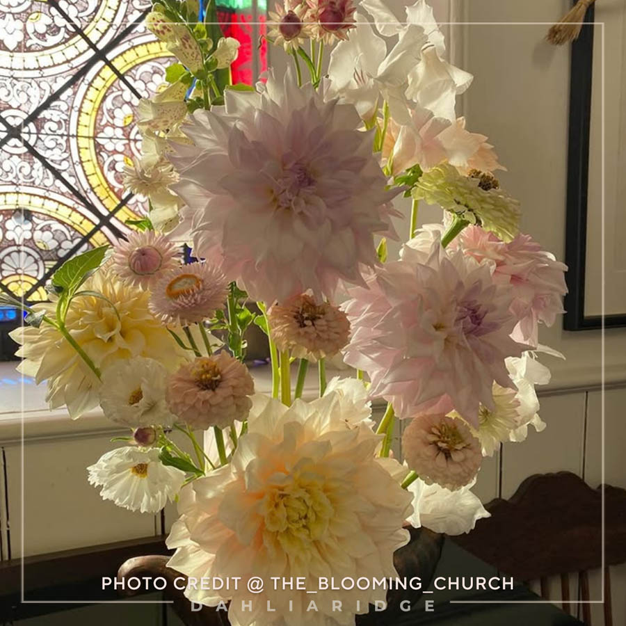 Jane – DahliaRidge.com