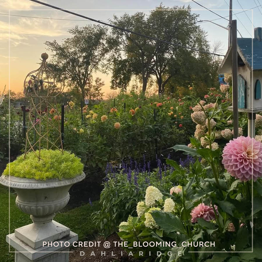 Jane – DahliaRidge.com