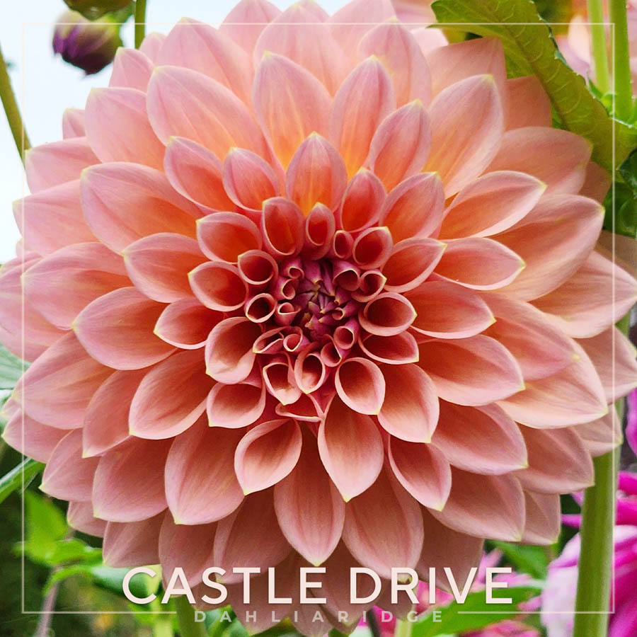 Kelgai Ann – Dahlia Ridge