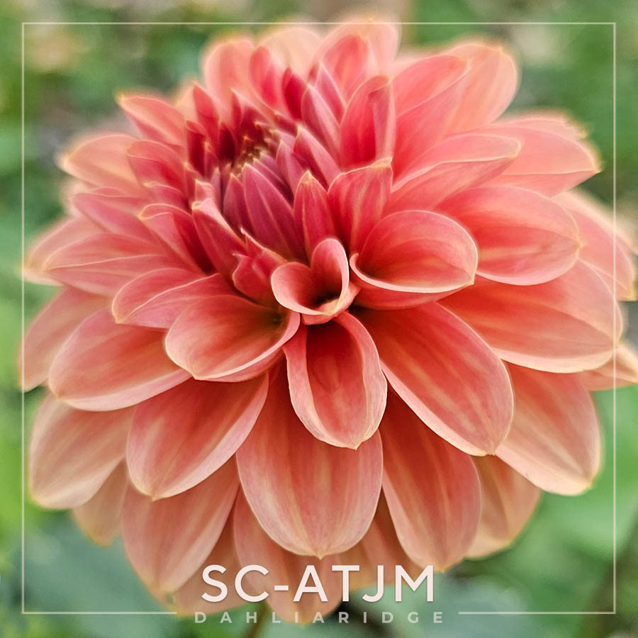 Bristol Fleck – Dahlia Ridge