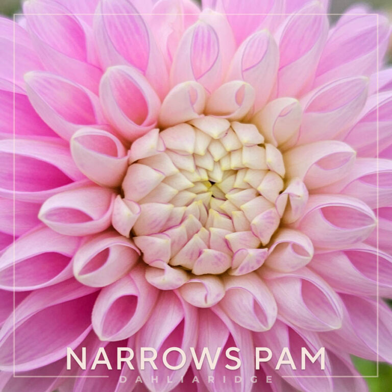Narrows Pam – Dahlia Ridge
