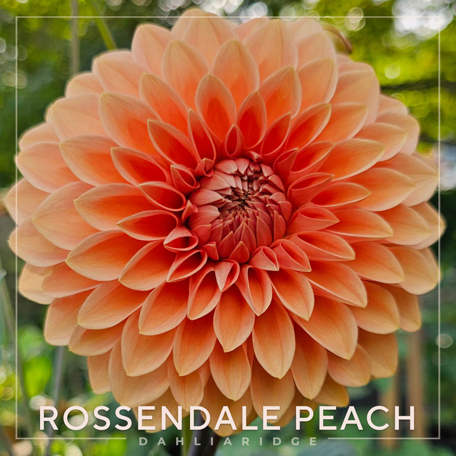 Clearview Blaze – Dahlia Ridge