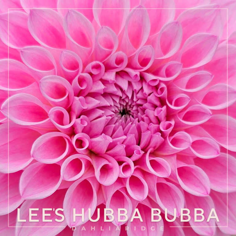 Lee’s Hubba Bubba – Dahlia Ridge