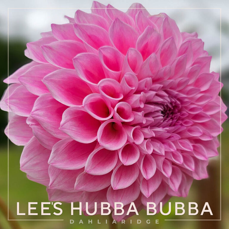 Lee’s Hubba Bubba – Dahlia Ridge