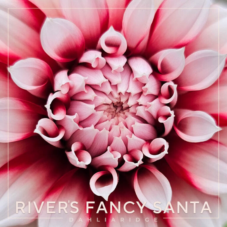 River’s Fancy Santa – Dahlia Ridge