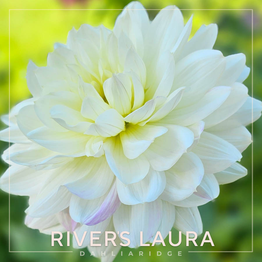 Clearview Blaze – Dahlia Ridge