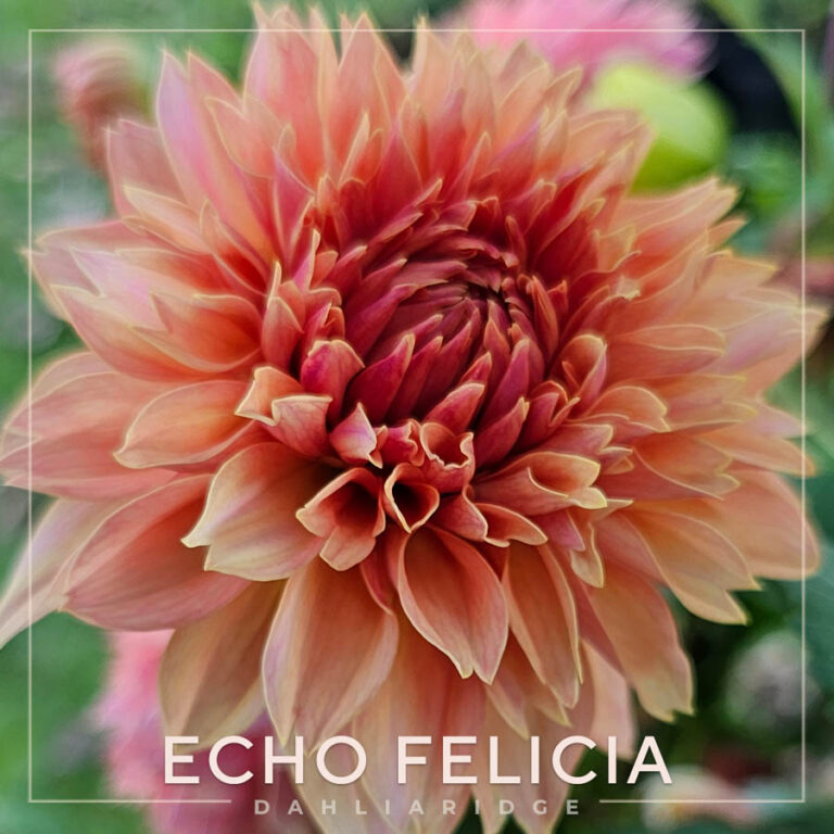 Echo Felicia – Dahlia Ridge
