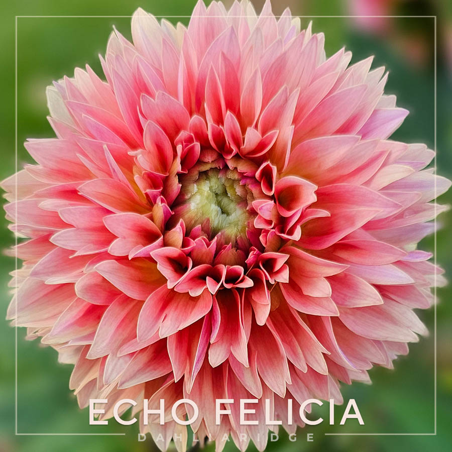 Horse Feathers – Dahlia Ridge