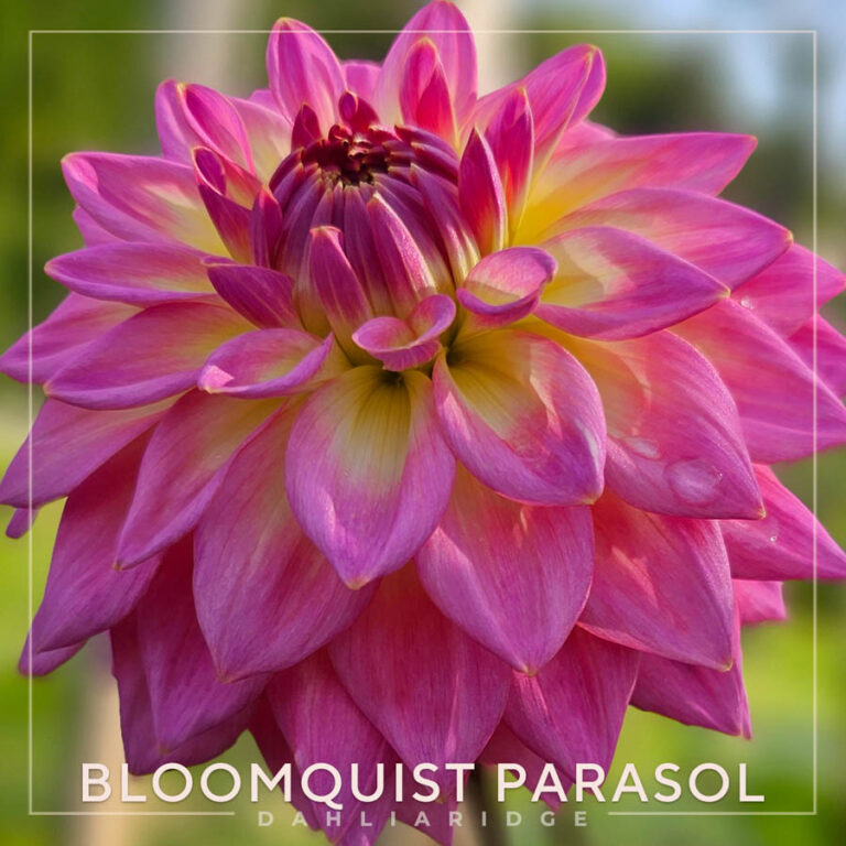 Bloomquist Parasol – Dahlia Ridge