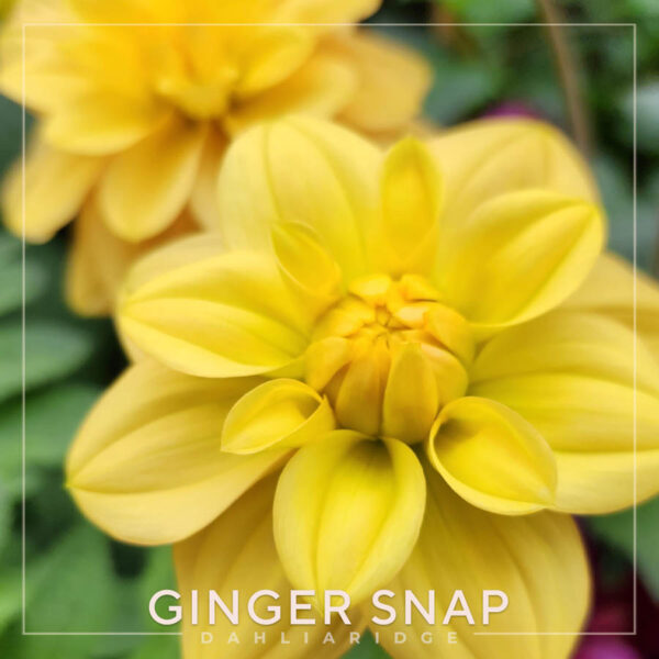 Ginger Snap – Dahlia Ridge
