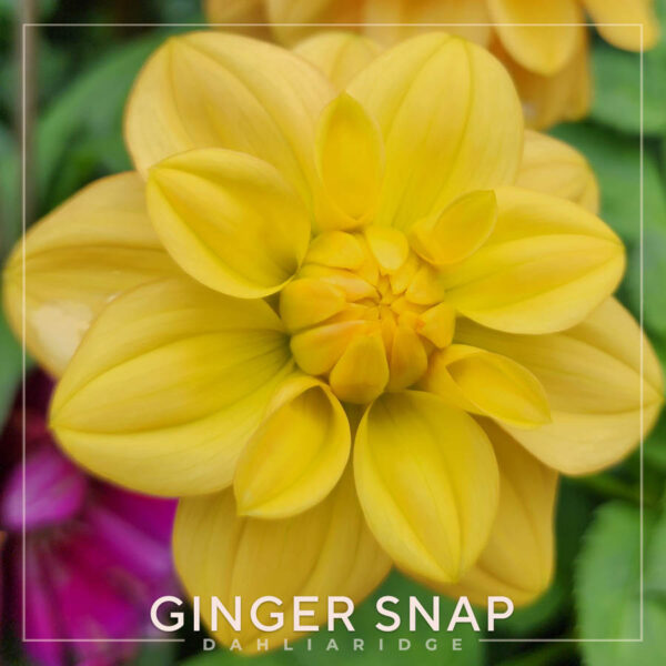Ginger Snap – Dahlia Ridge