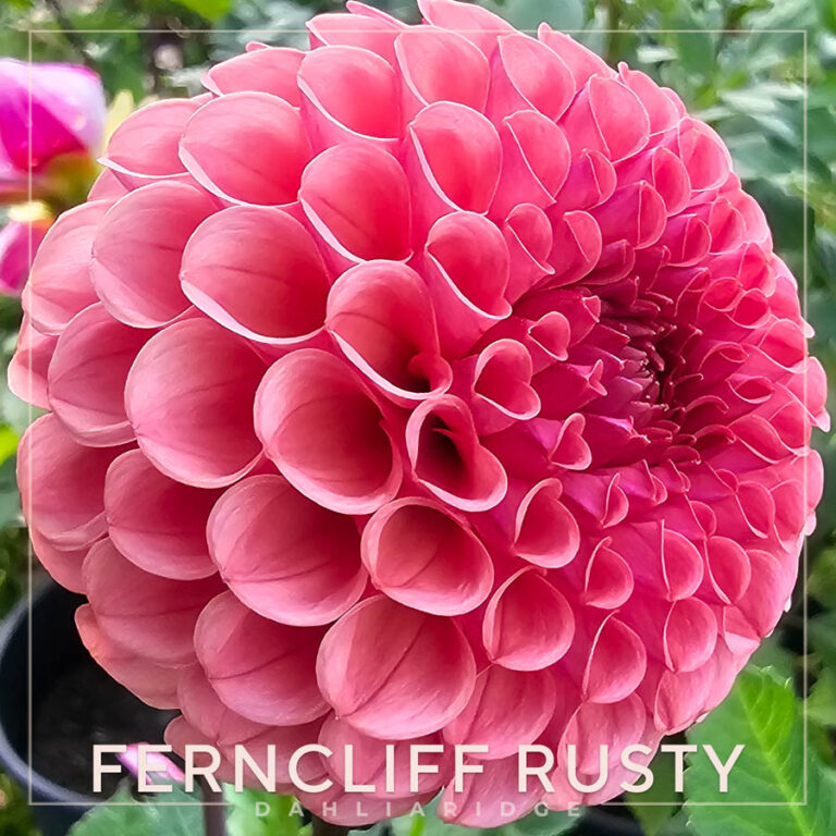 Ferncliff Rusty – Dahlia Ridge