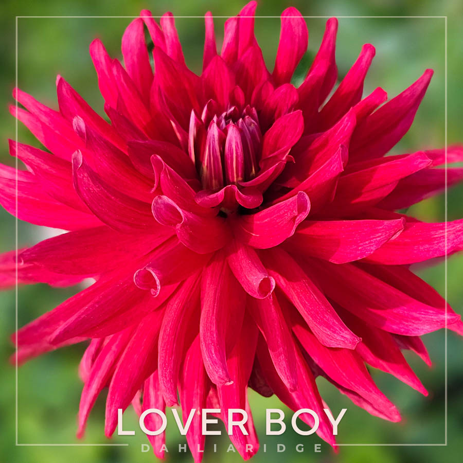 Lover Boy – Dahlia Ridge