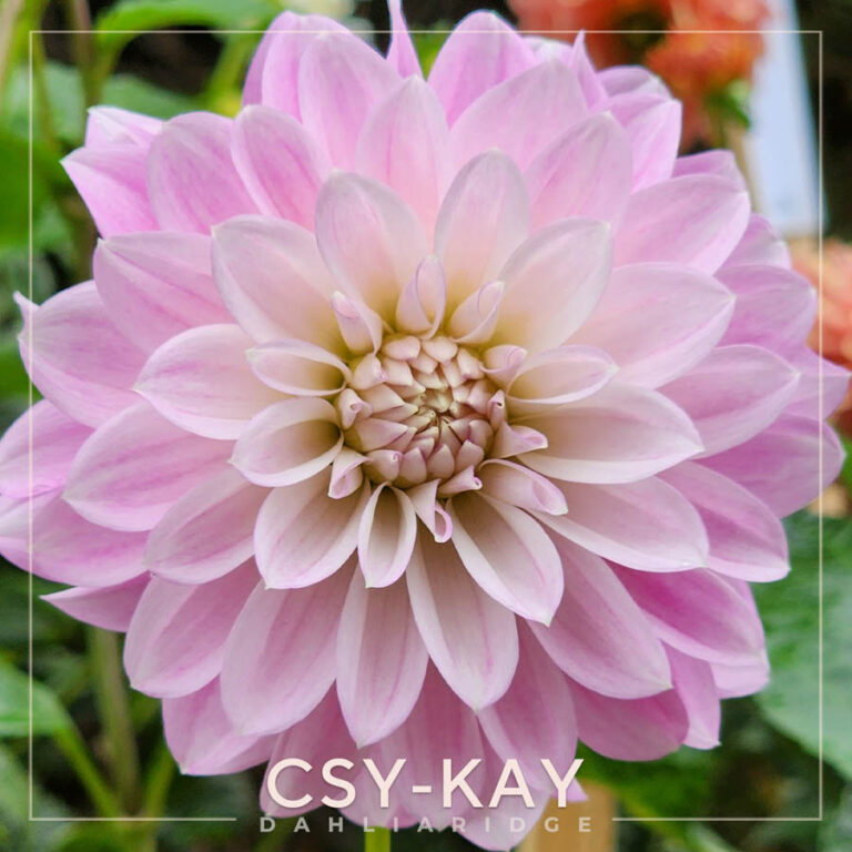 SC-PRL – Dahlia Ridge