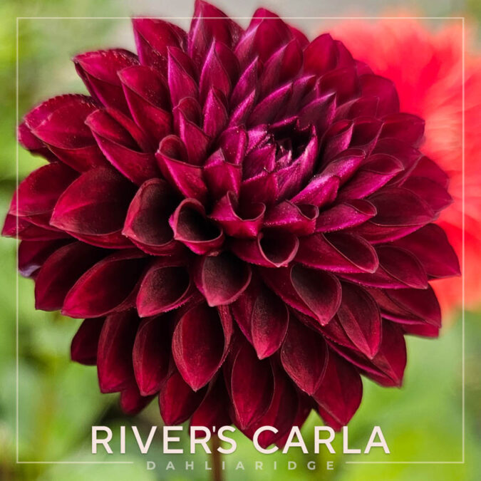 Bristol Fleck – Dahlia Ridge