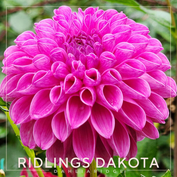 Dahlia Ridge – Urban Flower Farm in South Surrey, British Columbia ...