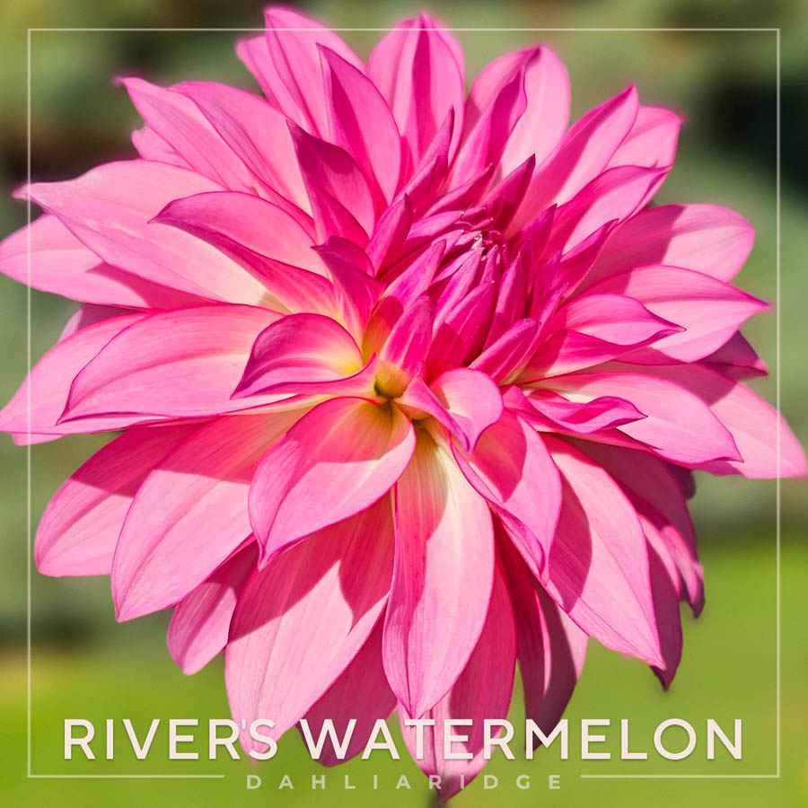 Dahlia Ridge – Page 7 – A Canadian Flower Farm in Abbotsford, British ...