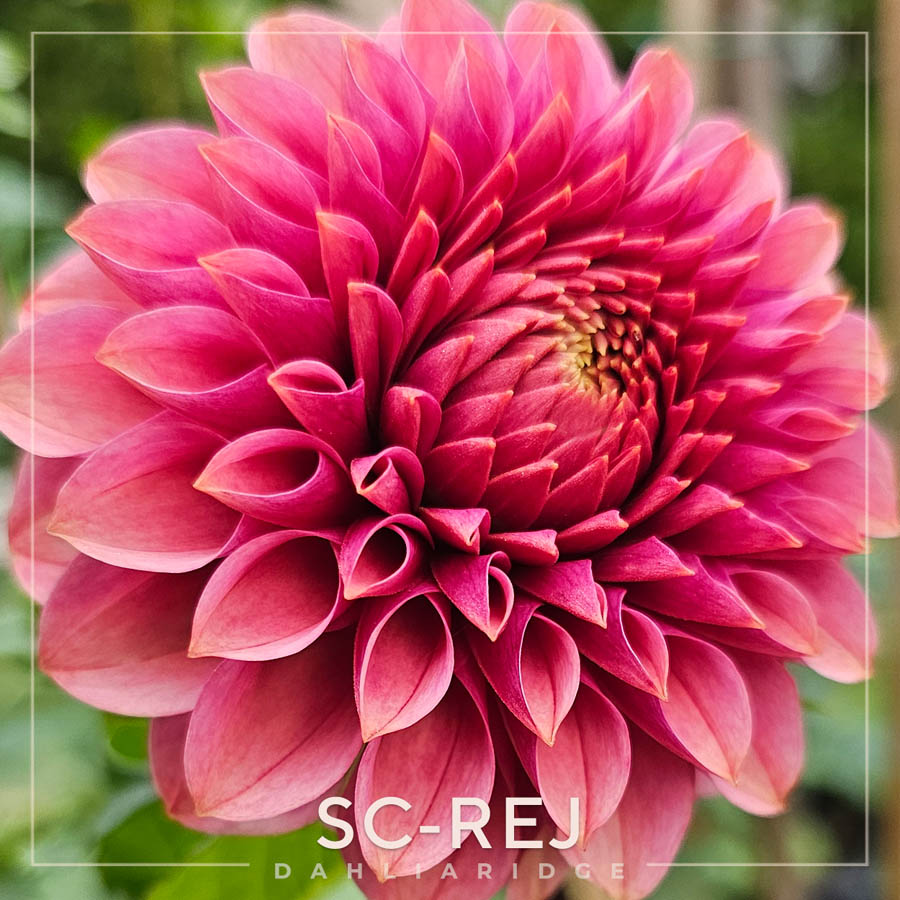 Omega – Dahlia Ridge